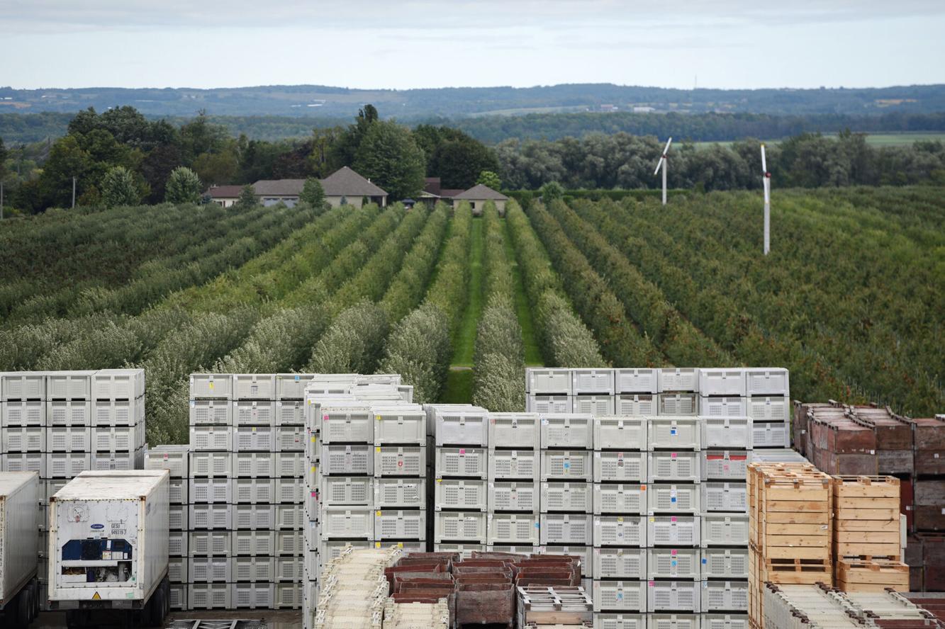 How about those apples? Algoma Orchards in business for 55 years
