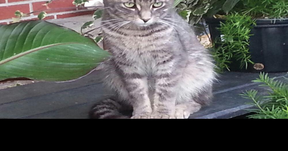 Whitby’s feral cats should be left alone