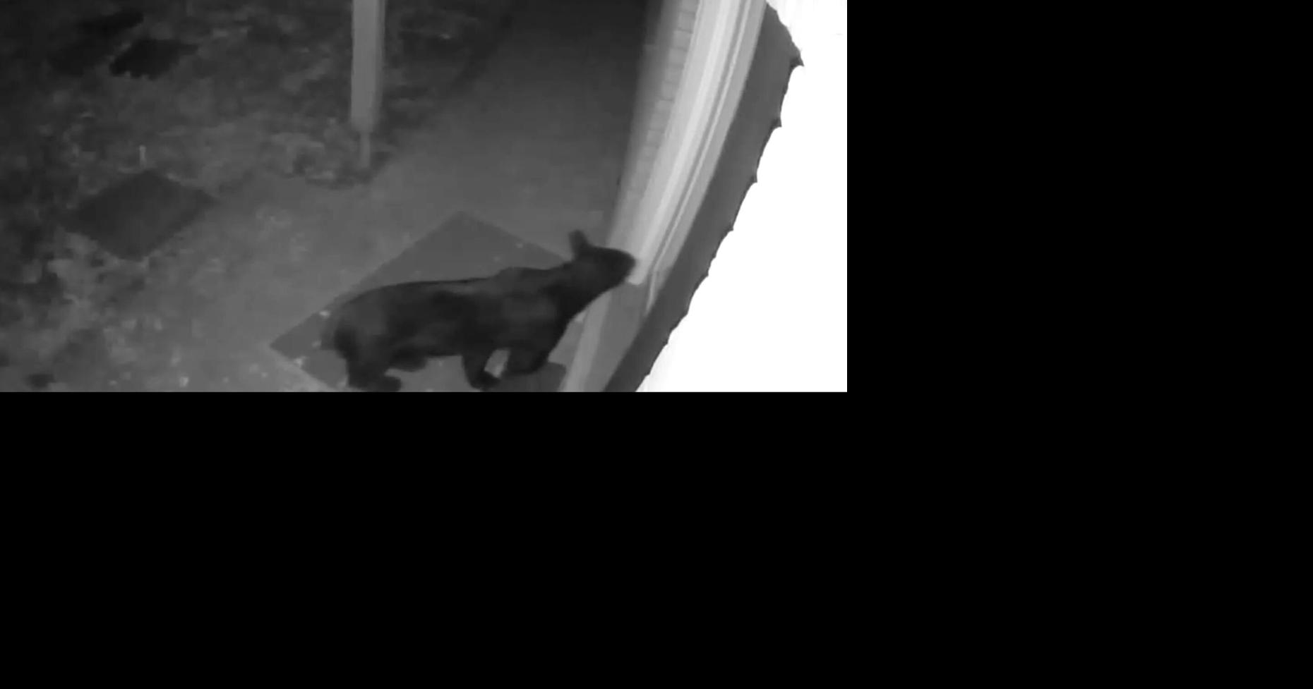 Black bear spotted in Pickering hamlet of Greenwood