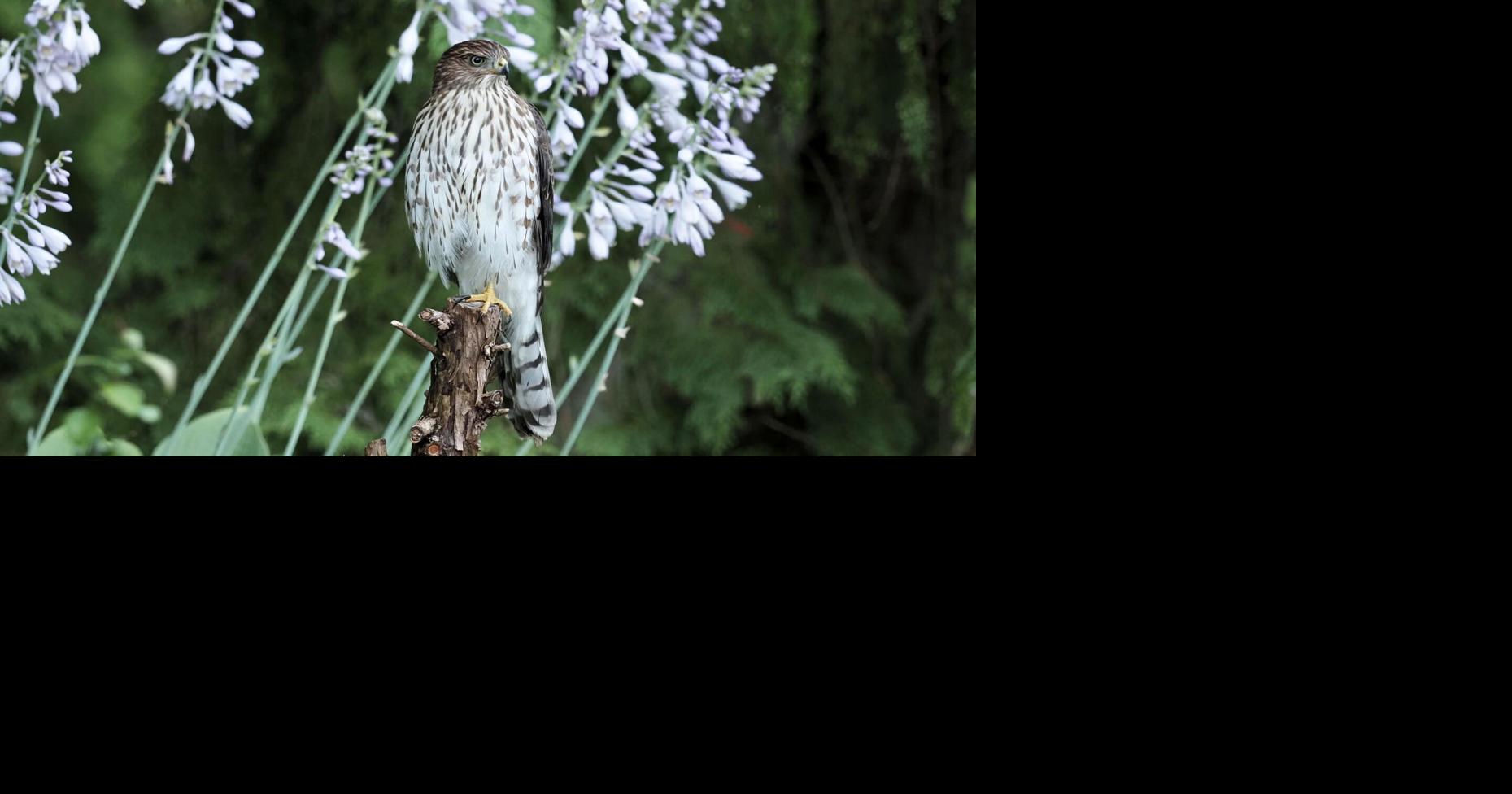 Heads up! Durham’s broad-winged hawks on the move