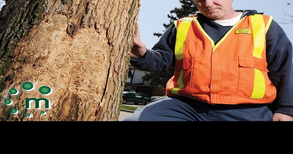 Invasive beetle attacking Whitby trees