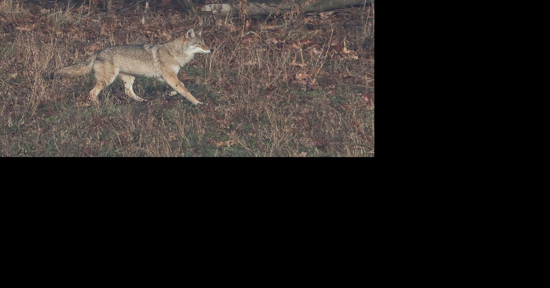 What happens when a coyote shows up on school property in Durham?