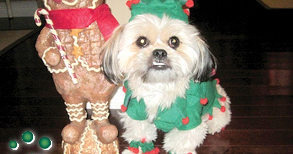 Holiday contest winners announced