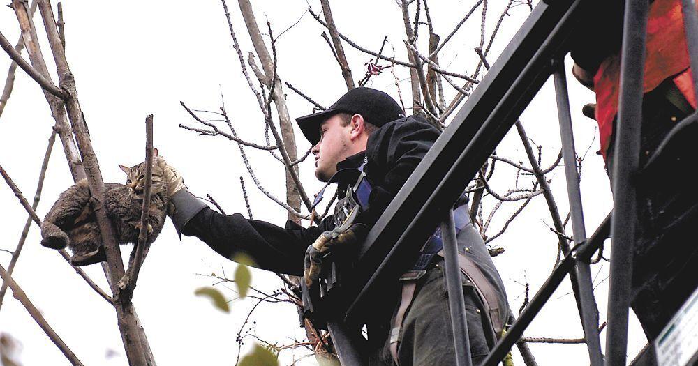 Happy landing for Whitby cat up a tree