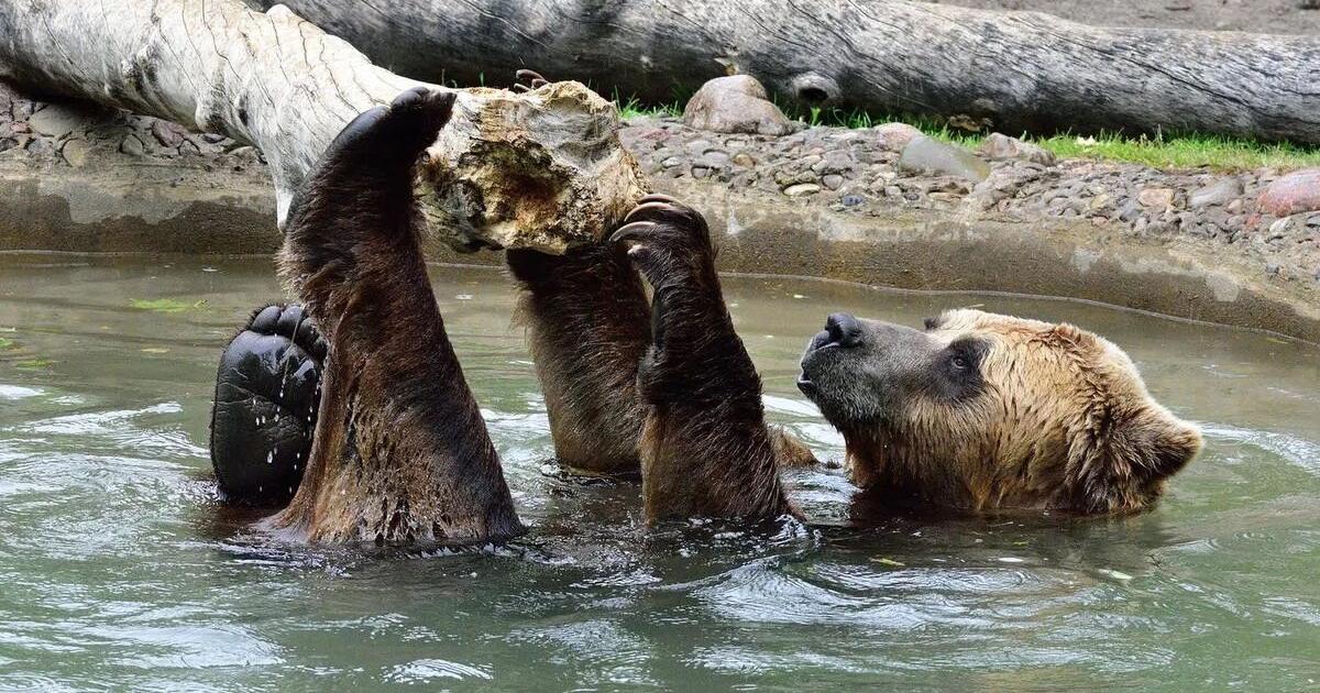Toronto Zoo says goodbye to 25-year-old grizzly bear Samson