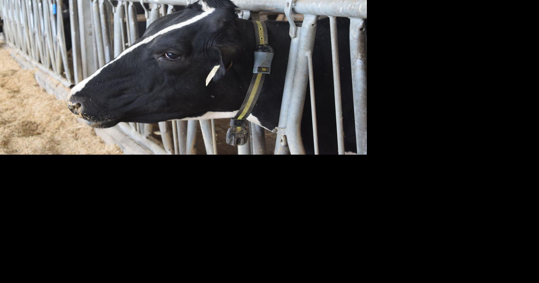 Search underway for missing cow in Clarington