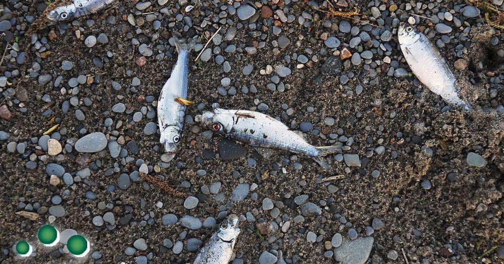 Pickering fish die-off said to be natural in spring