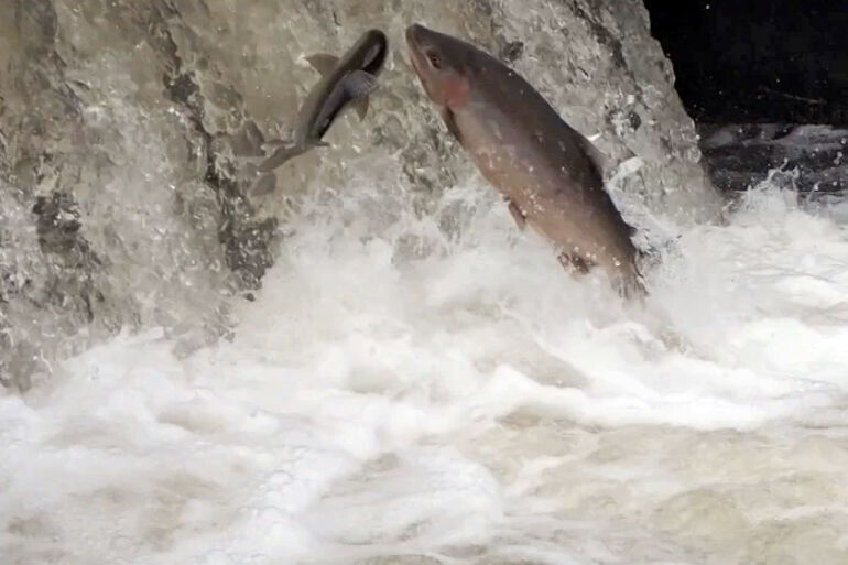 Rainbow trout ready to jump ladder at Bowmanville Creek