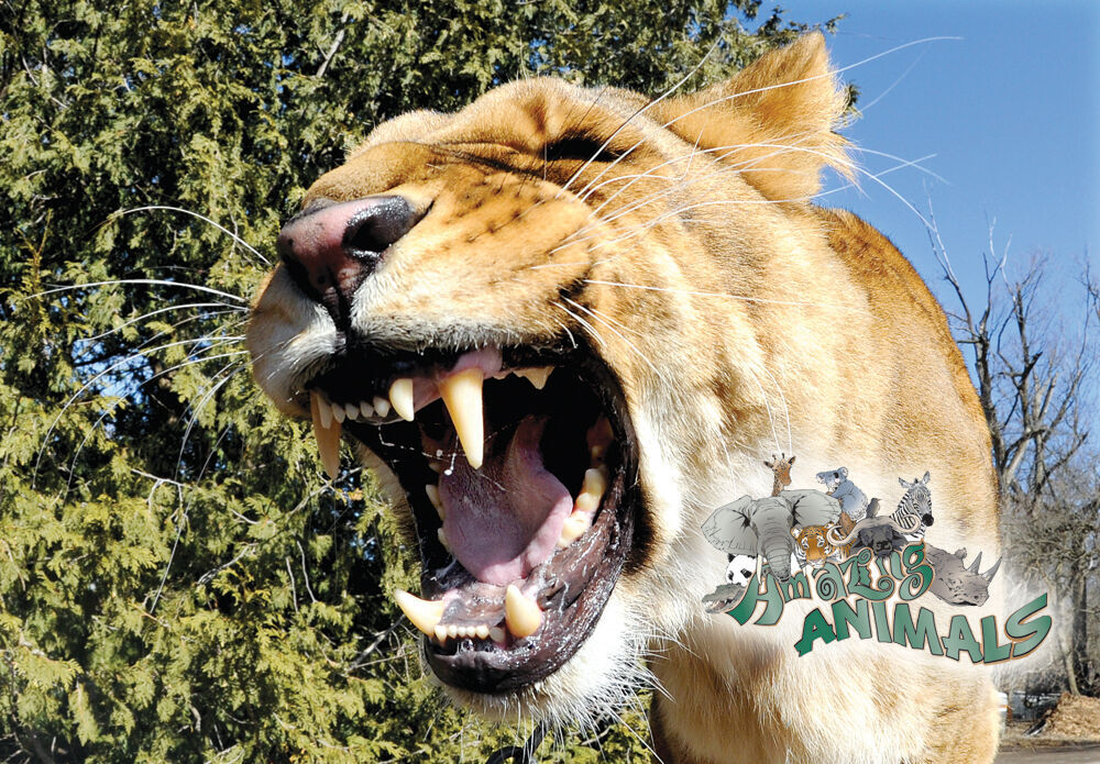 Amazing Animals: Meet Athena the lioness from Bowmanville Zoo