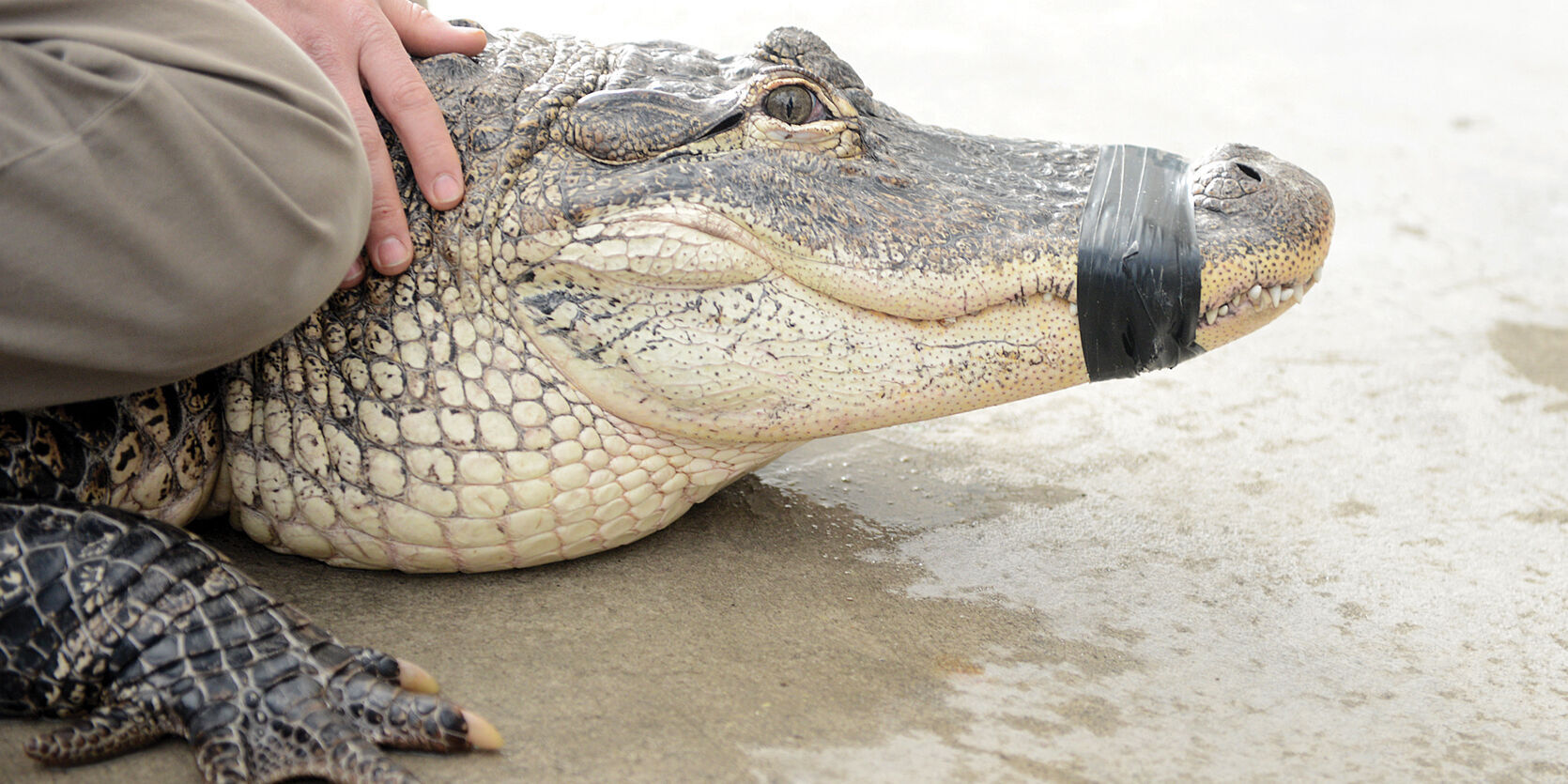 Reptilia slithers into Whitby this summer