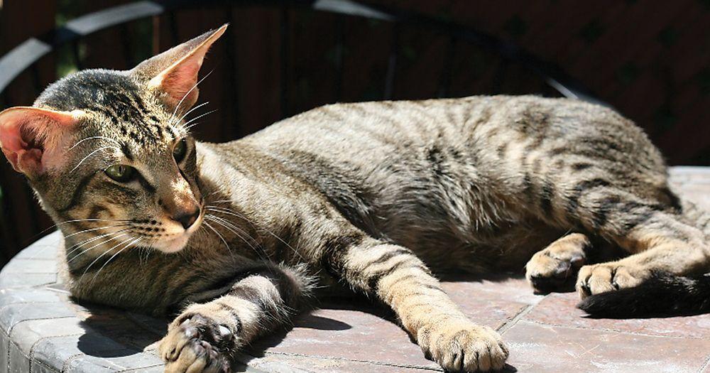 All about cats in Whitby