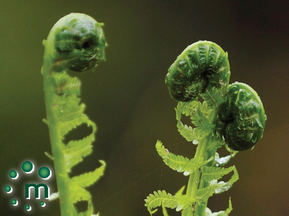 Don't pick fiddleheads in Durham conservation areas