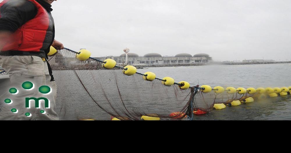 Divers get to the bottom of Lake Ontario to install Pickering fish net