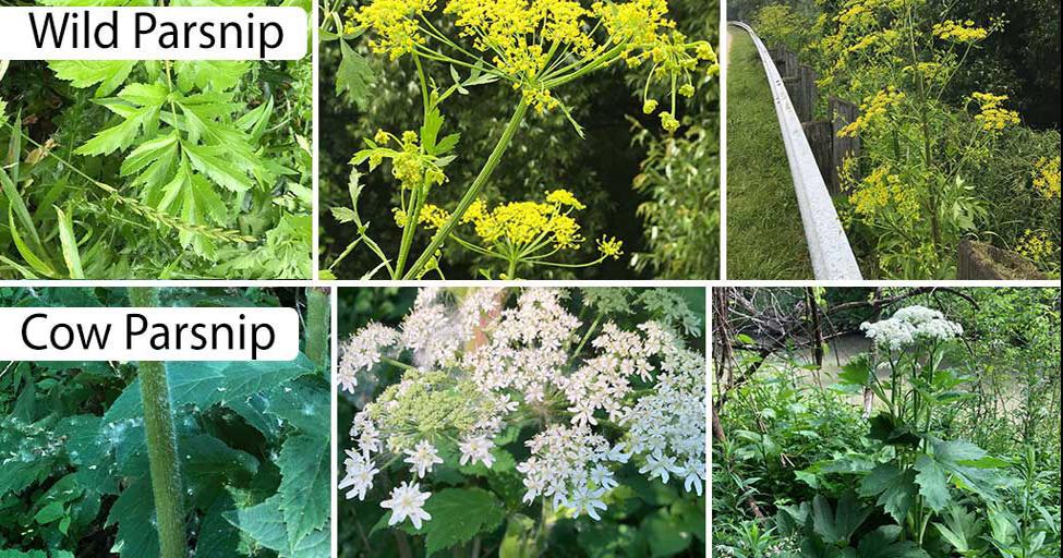 Avoid wild parsnip and cow parsnip in Oshawa, city warns