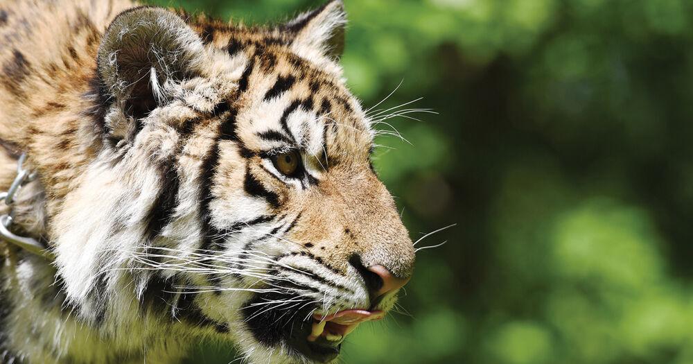 Destination Durham: Big cats eat meat at Jungle Cat World Orono
