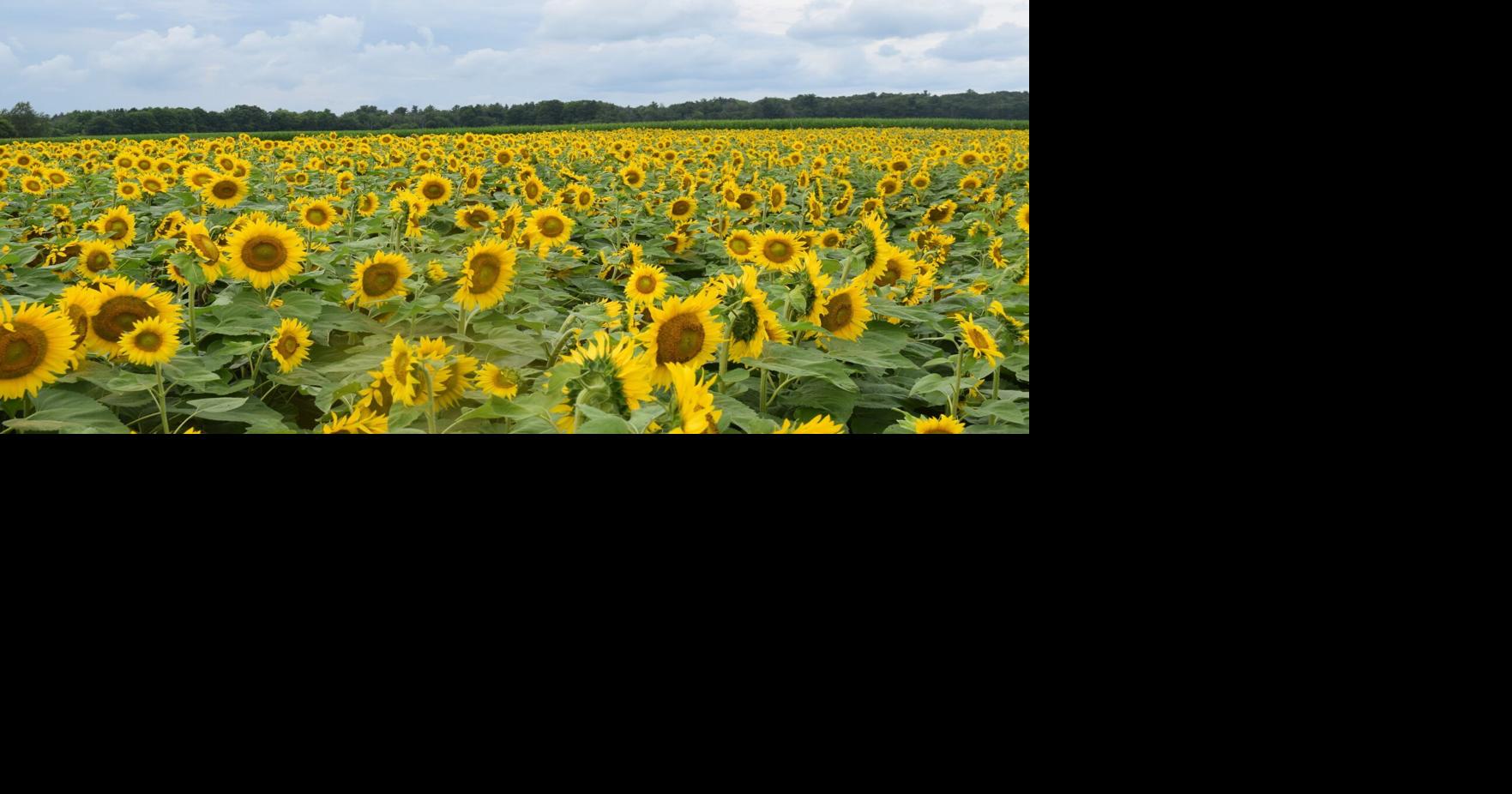Bragg Farms sunflower fields now open