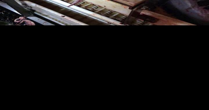 Bird-like fish emerges from the deep Atlantic Ocean