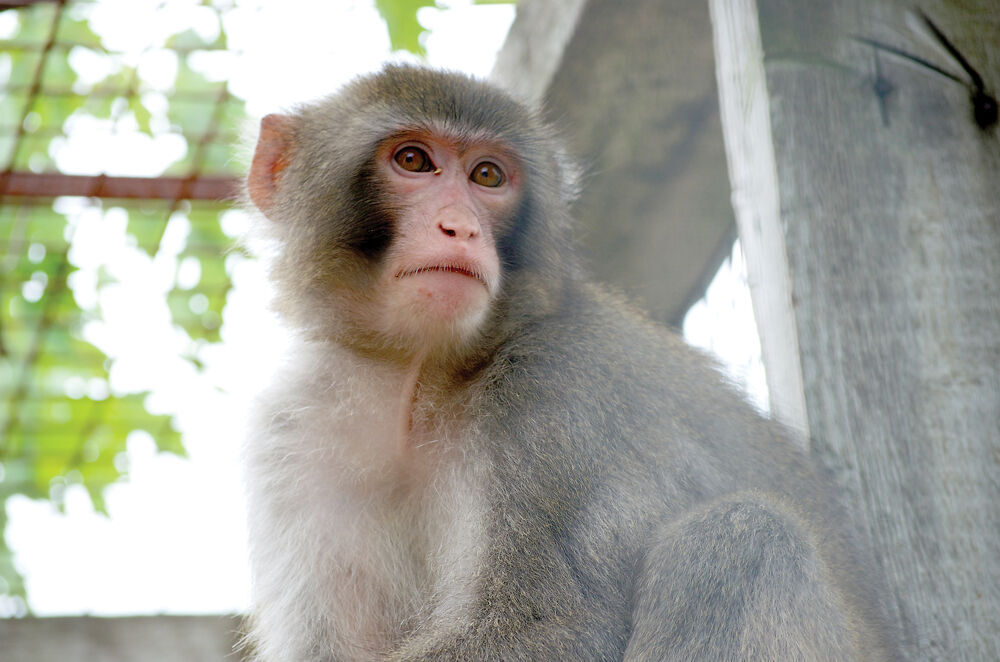 Ikea monkey crowdfunding launched to find him a bigger home