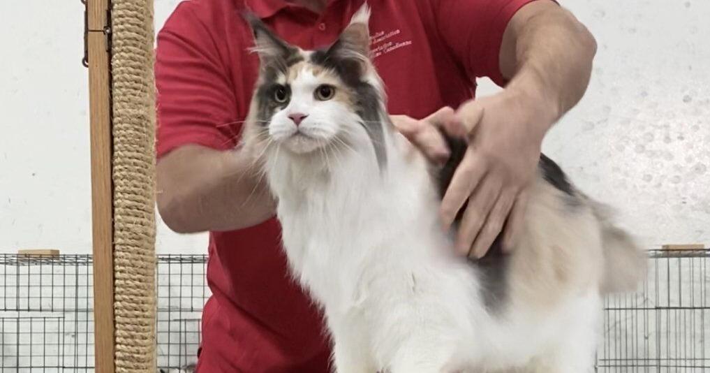 Upcoming show will be the cat's meow in Whitby