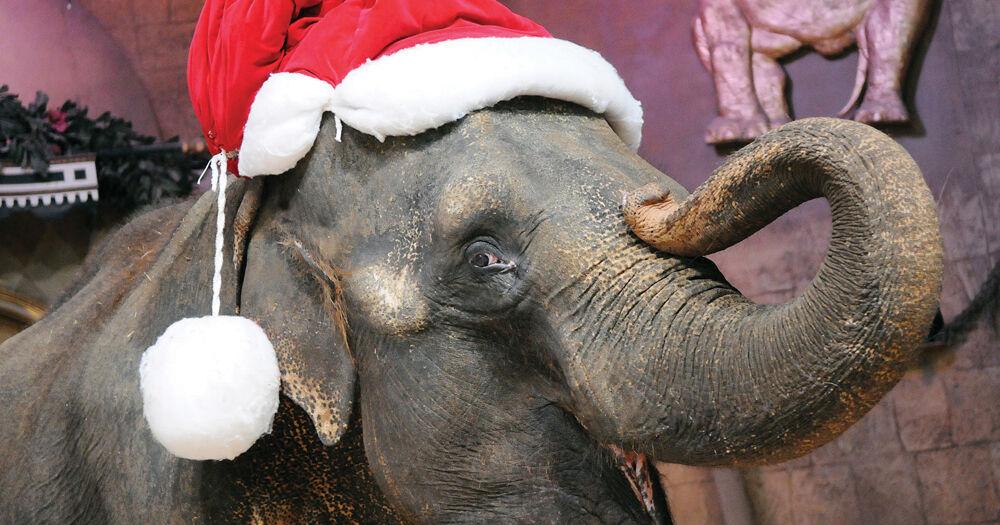 Bowmanville street to be named after Limba the elephant