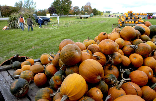 Seven great places to pick a pumpkin in Durham