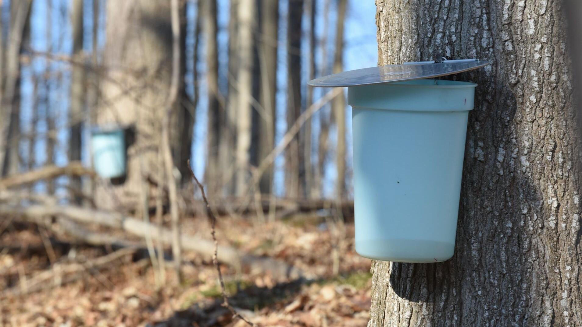 Maple syrup is flowing in the GTA and the rest of Ontario