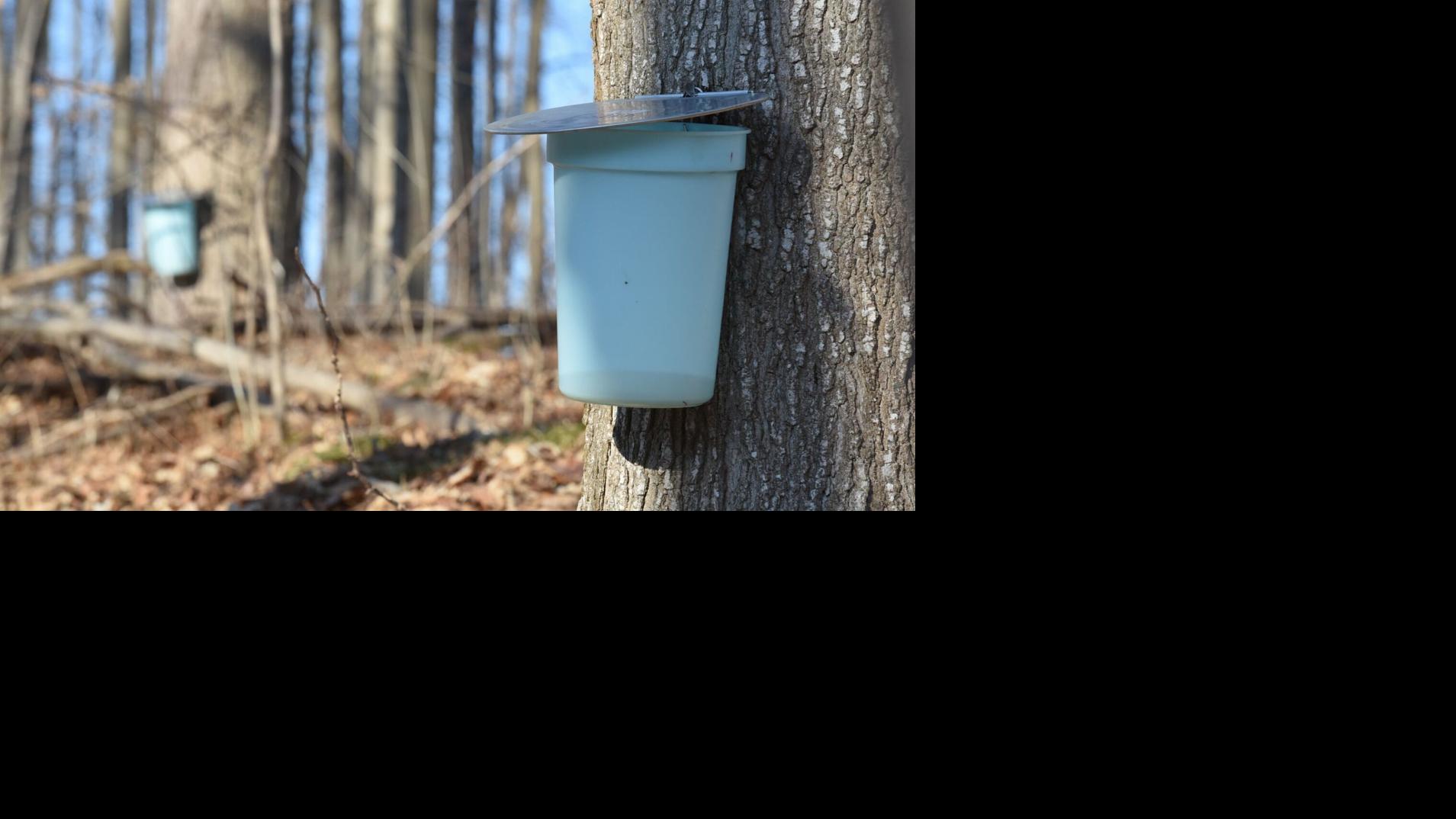 Maple syrup is flowing in the GTA and the rest of Ontario