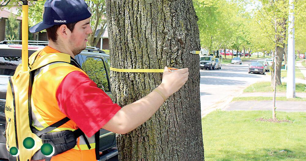 Whitby trees to get data tags with barcodes