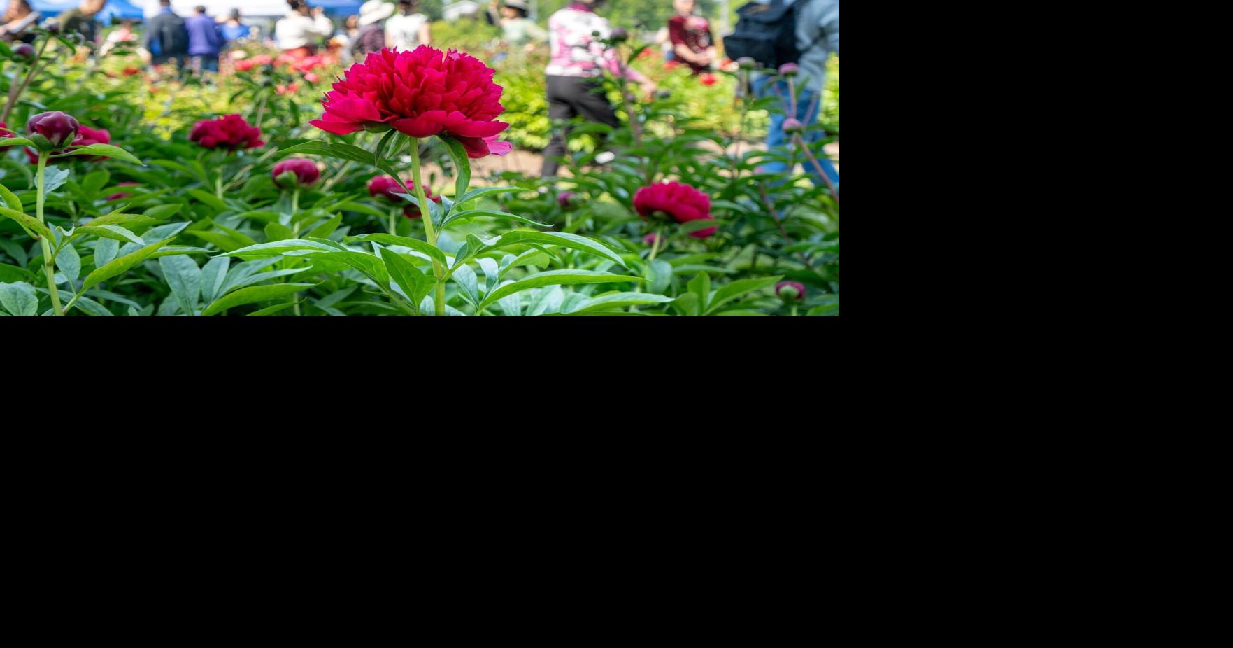 Peony Festival returns to Oshawa for 22nd year