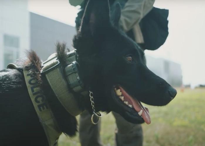 DRPS welcomes new Police Service Dog
