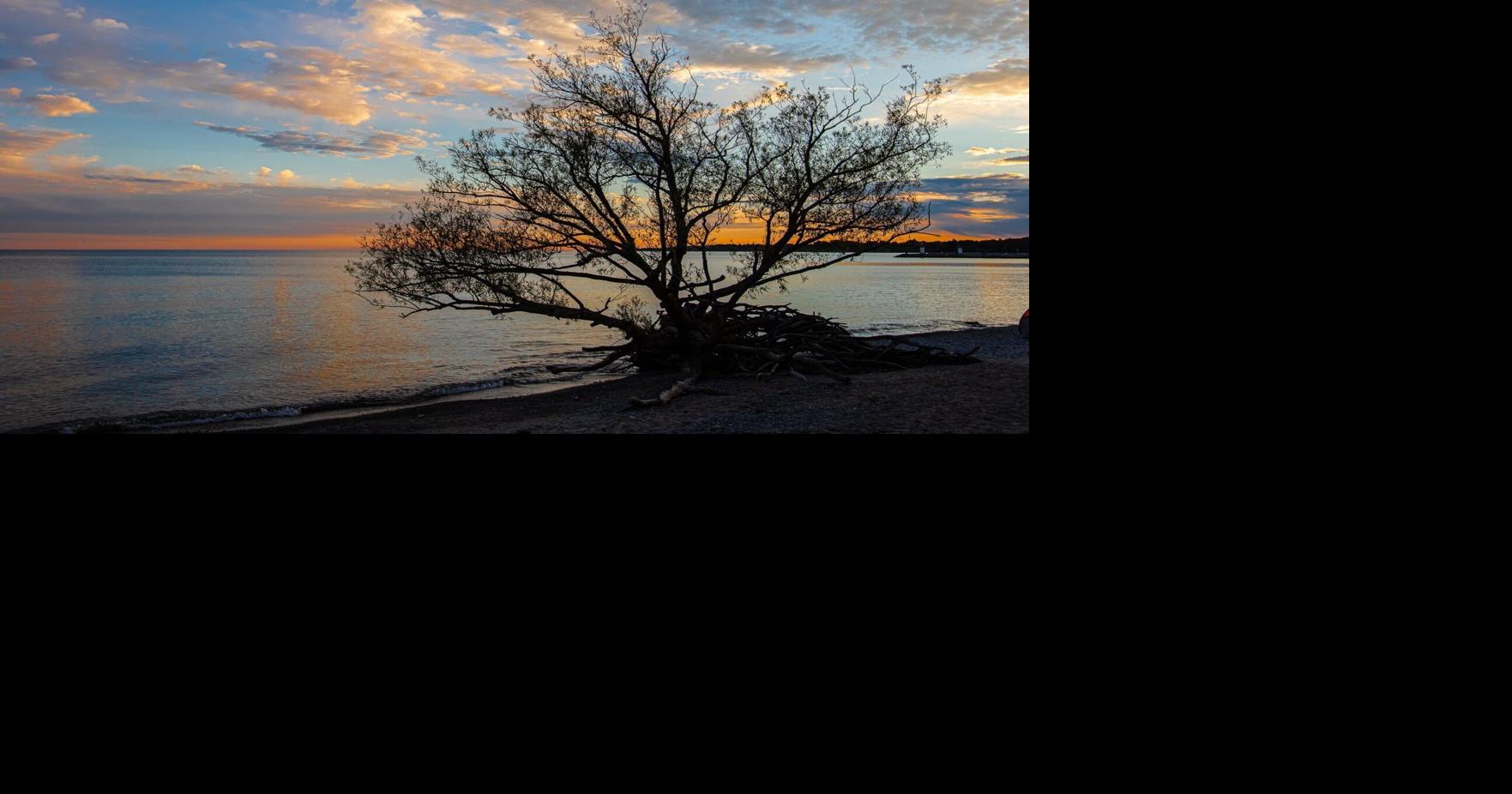 Residents saddened after city removes popular Pickering tree
