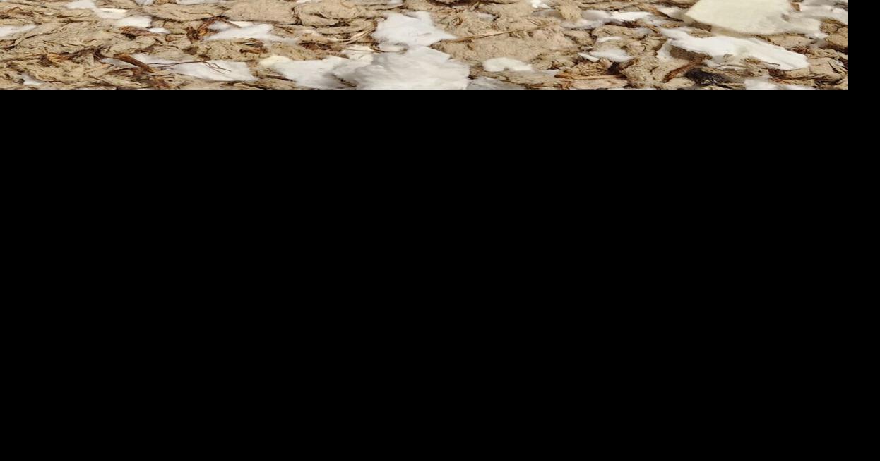 Rats! Durham humane society seeks homes, donations for 40 new critters