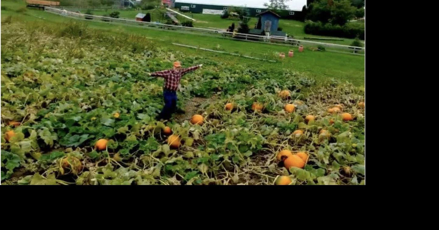 Celebrate spooky season at Durham pumpkin patches