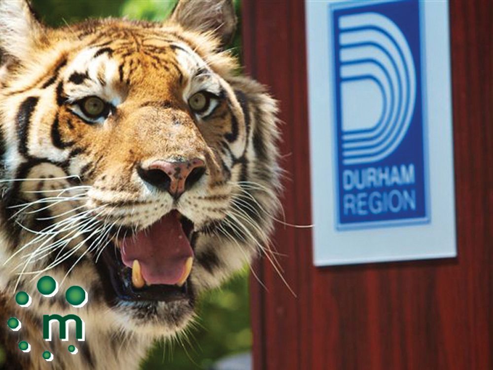 Durham Region zoos offer summer adventures