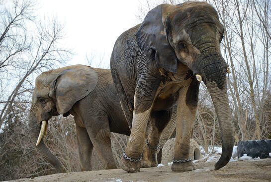 Handlers only join Toronto Zoo elephants on part of move