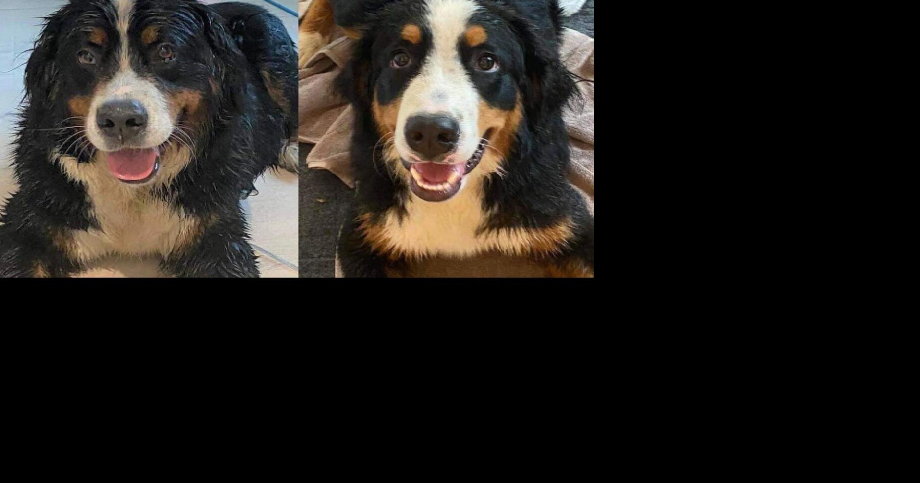 ‘World’s largest lap dogs’ missing from Hampton