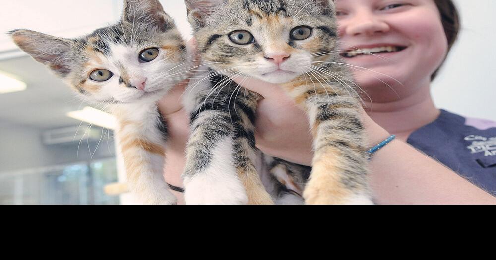 Pickering offers low-cost spay and neuter program for cats