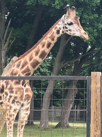PETA claims Bowmanville Zoo staffer repeatedly shot a BB gun at giraffe
