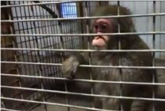 Darwin the Ikea monkey’s former owner reportedly living with two new ...