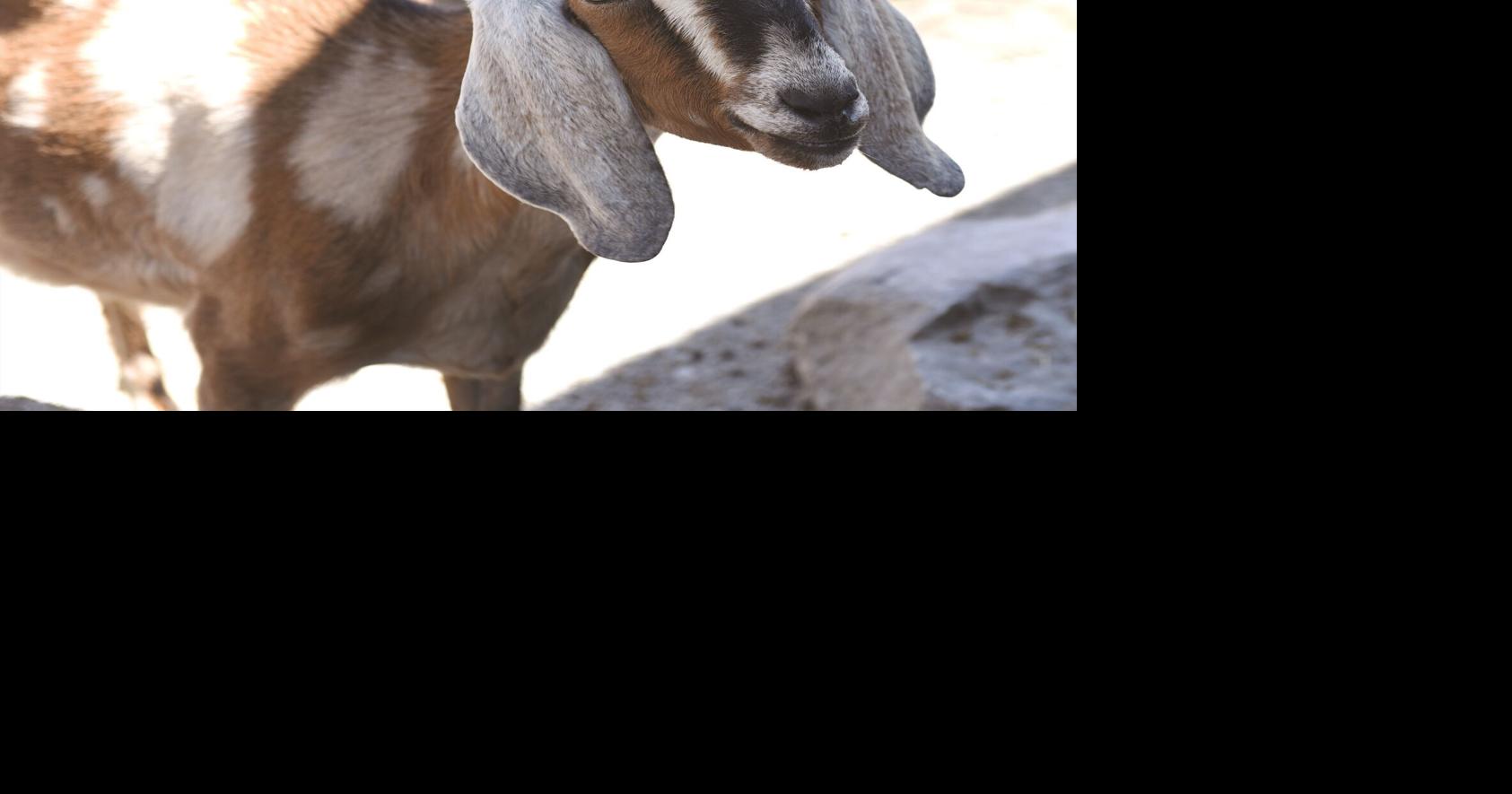 Amazing Animals: Meet the goats from the Toronto Zoo