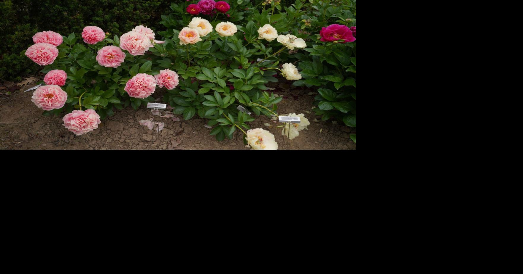 Beautiful blooms coming to Oshawa Peony Festival