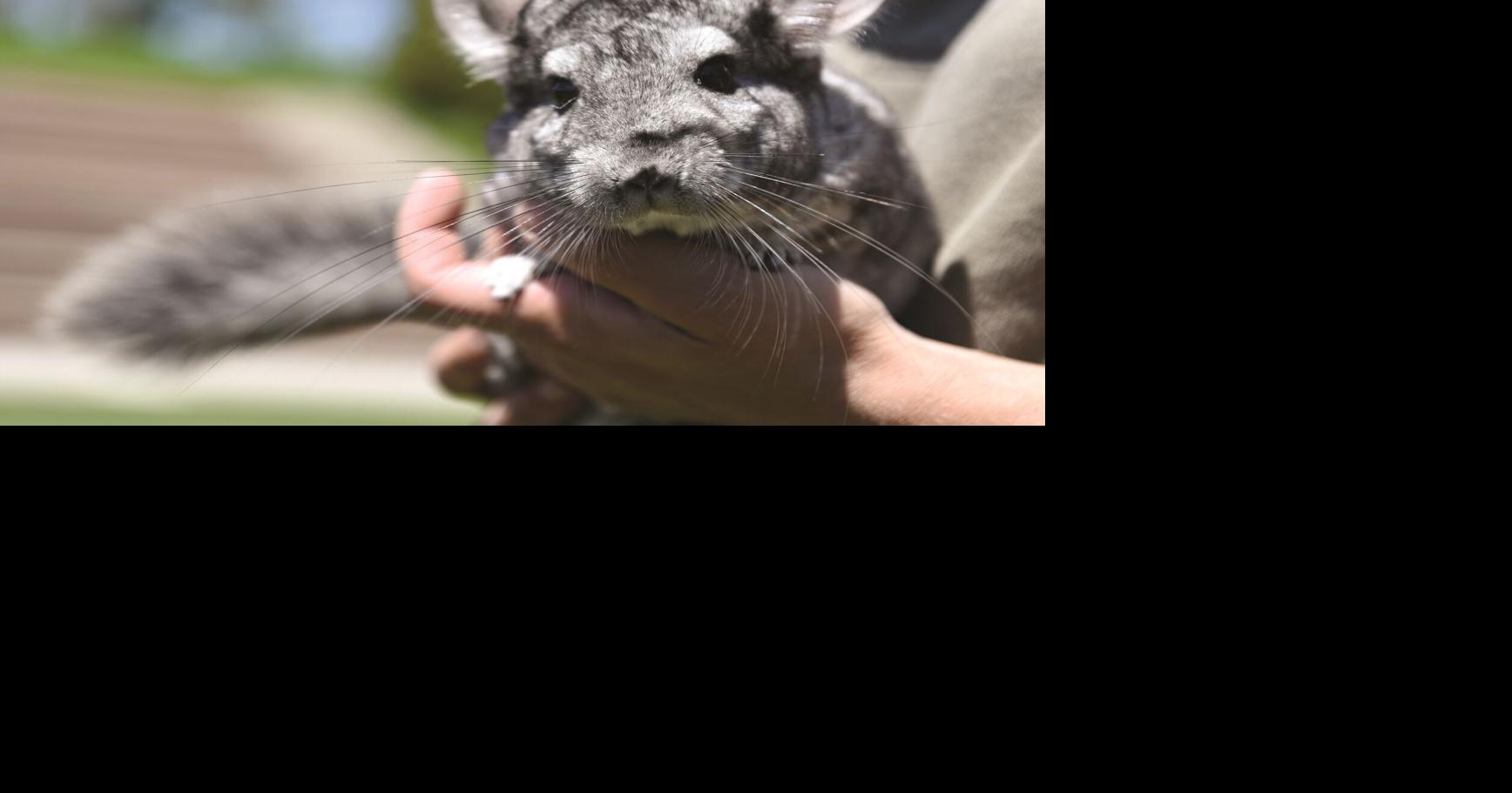 Amazing Animals: Meet Donald the chinchilla from the Toronto Zoo
