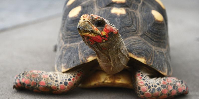 Reptilia slithers into Whitby this summer