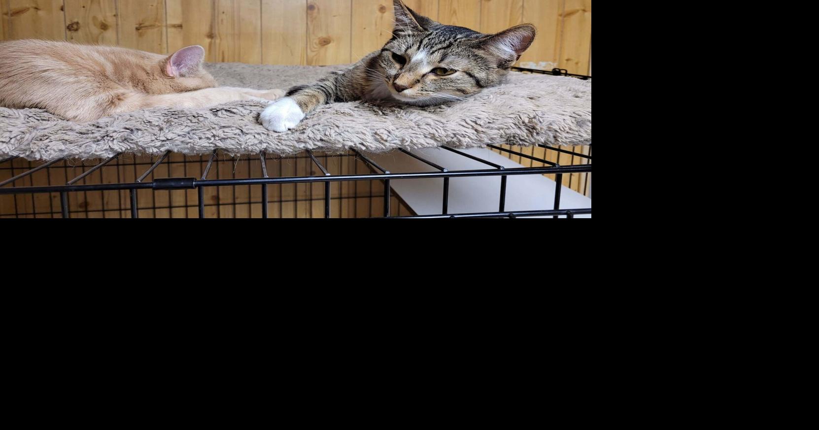 Northern Canada cats brought to Durham for adoption