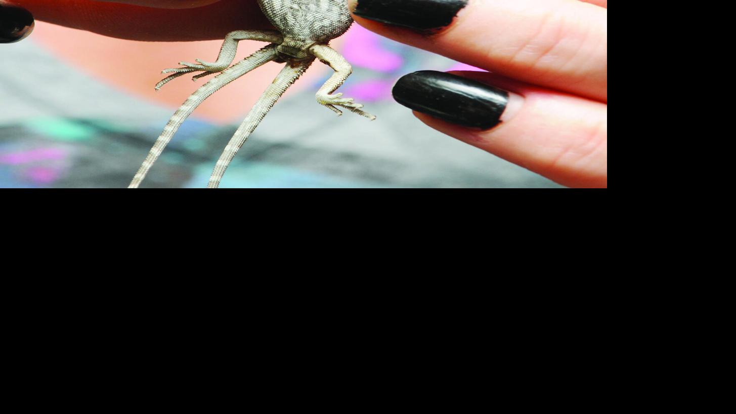 two headed bearded dragon