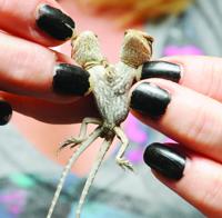 two headed bearded dragon