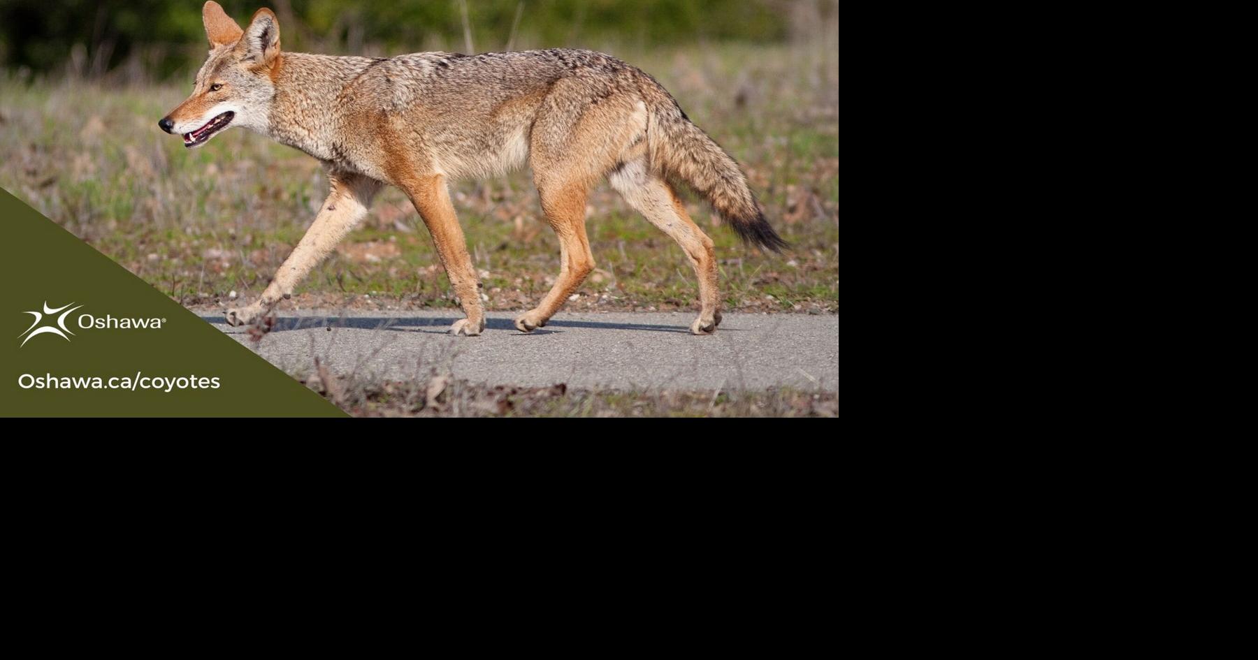 Oshawa urging public to report coyote sightings