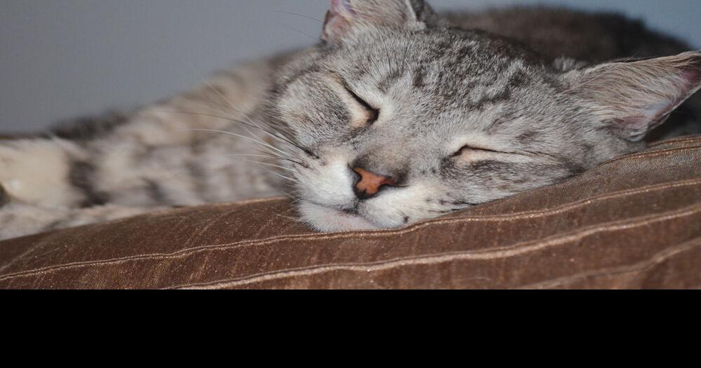 Social media helps lost Ajax cat find his way home