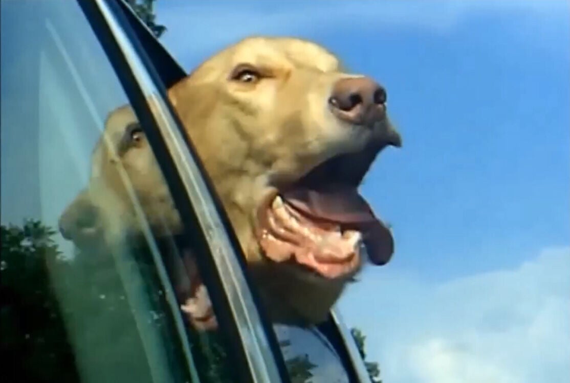 11 great dogs in cars photos and videos