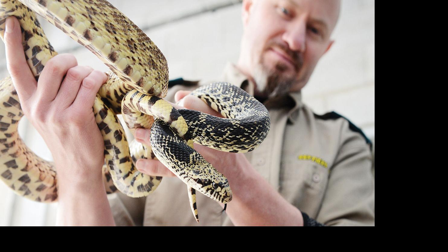 Reptilia slithers into Whitby this summer